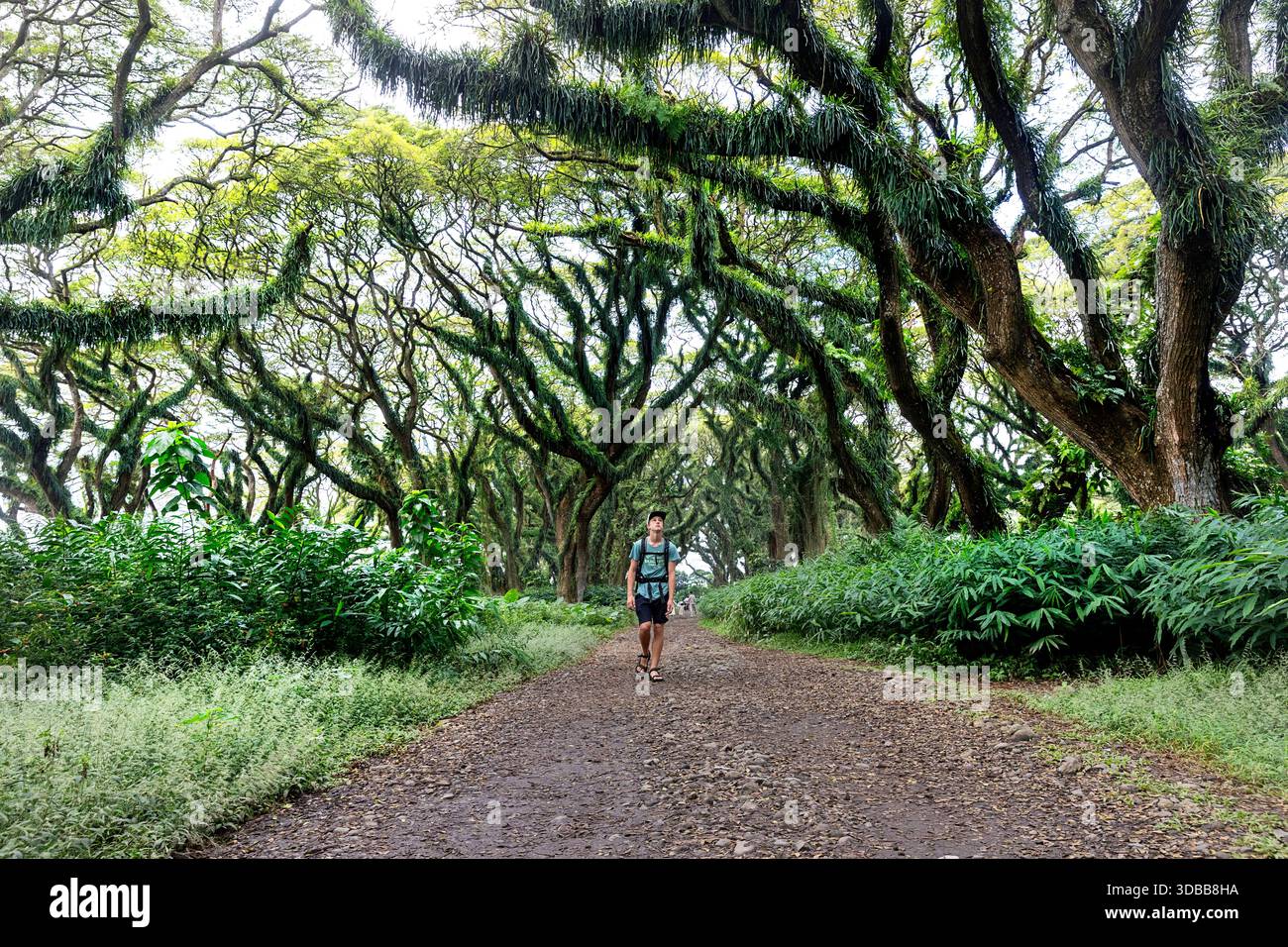 Spectacular fairytale De Djawatan Forest, Java island in Indonesia ...
