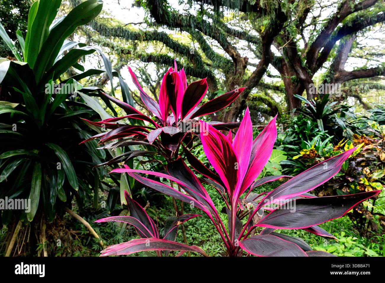 Spectacular fairytale De Djawatan Forest, Java island in Indonesia ...