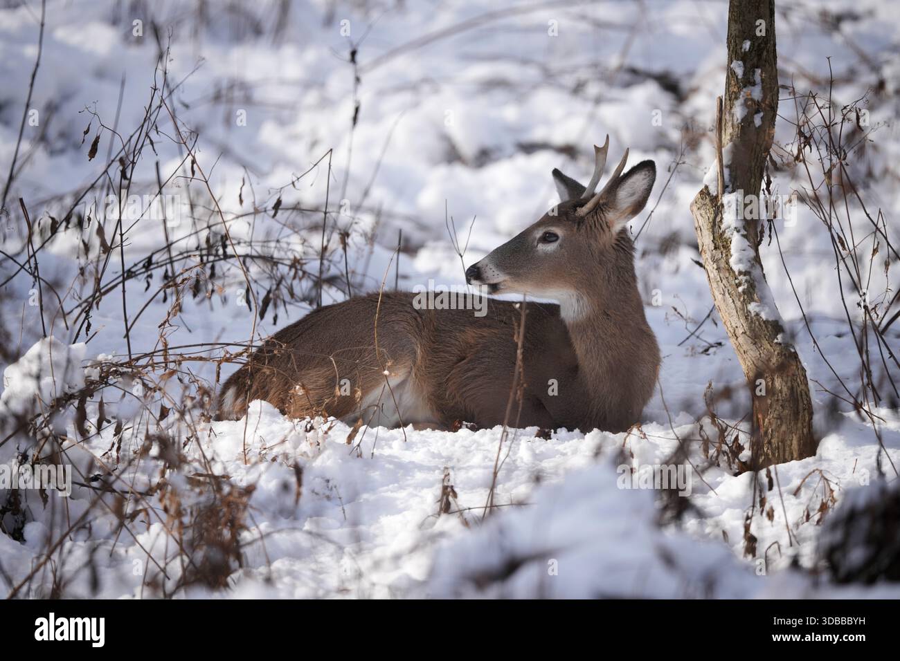 A young whitetail deer beds down in the snow, Monday, Dec. 15, 2025, in ...