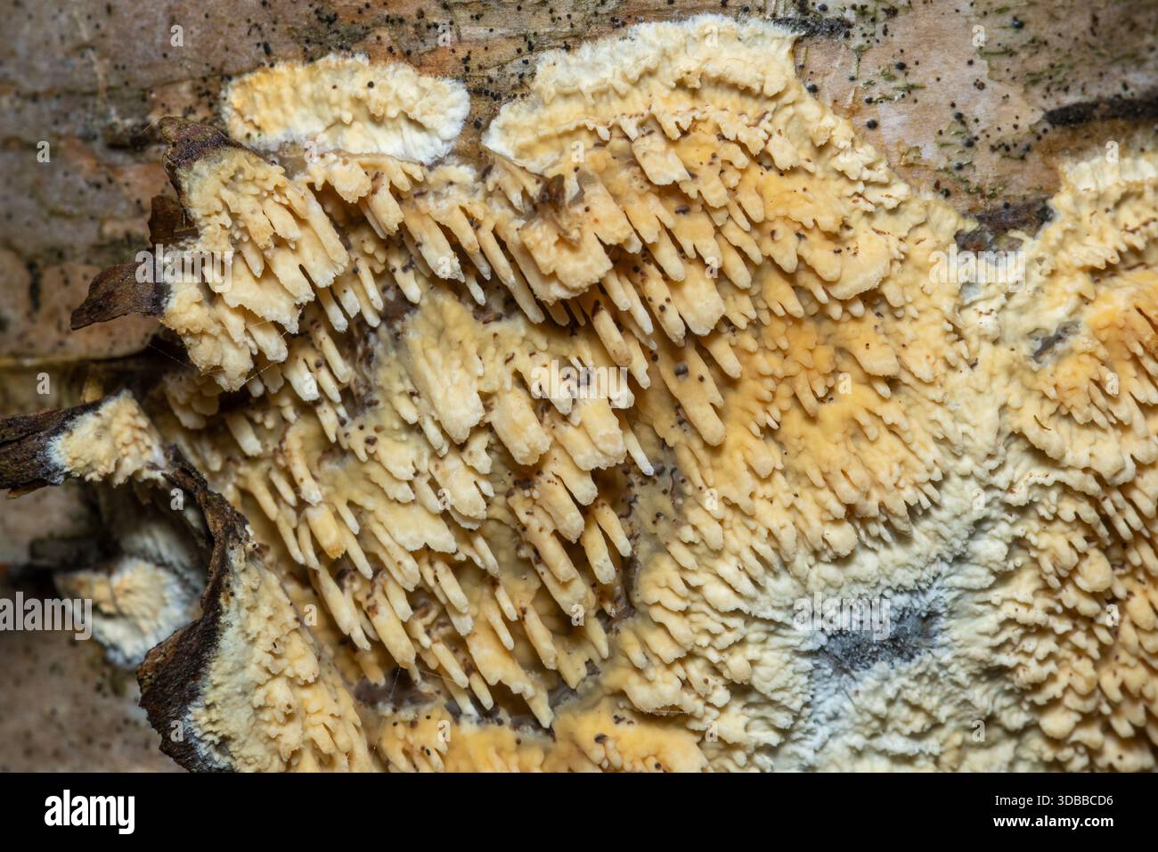 Underside of fallen dead tree branch hi-res stock photography and ...