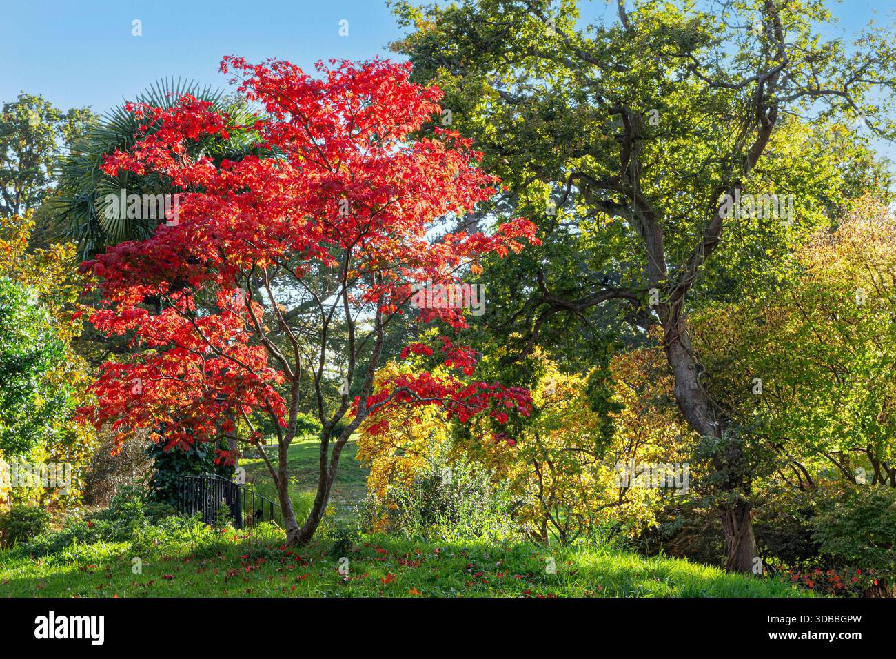 Graceful specimen hi-res stock photography and images - Alamy