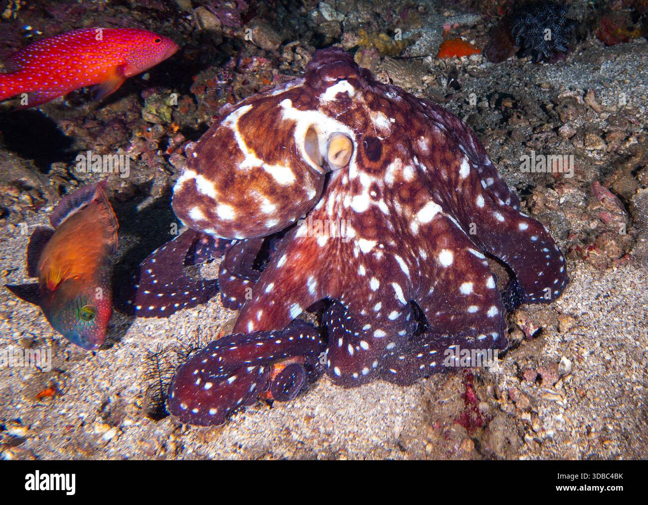A Big Blue Octopus or Day Octopus,( Octopus cyanea ) is seen in Anilao ...
