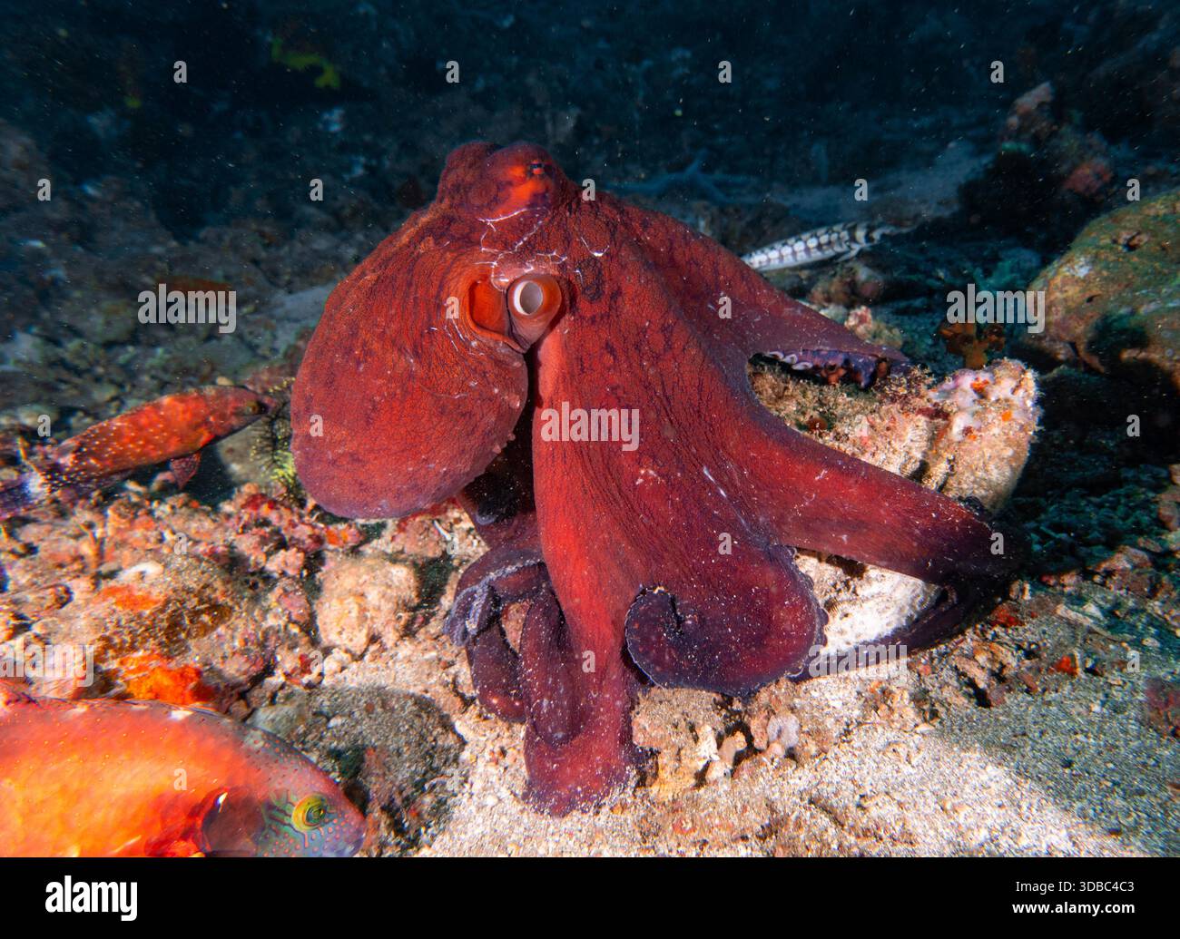 A Big Blue Octopus or Day Octopus,( Octopus cyanea ) is seen in Anilao ...