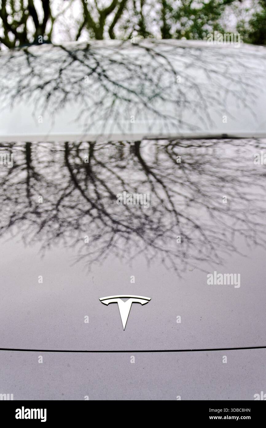 Tesla logo on an electric car hood with tree branches reflected on the ...