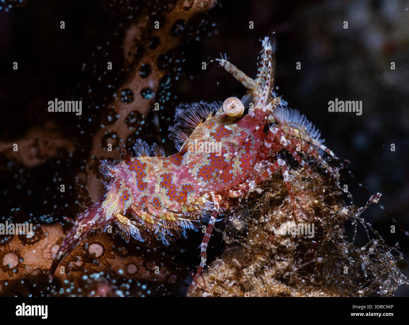 A broken-back Shrimp or Anemone Shrimp in Anilao, Philippines on ...