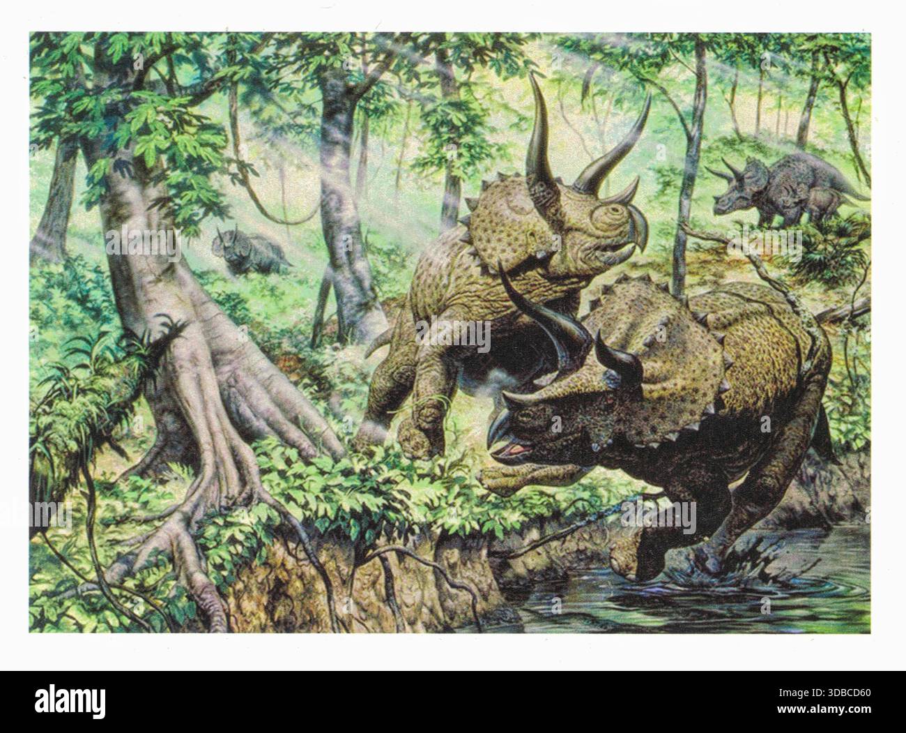 Tropical rainforest in early Cut Out Stock Images & Pictures - Alamy