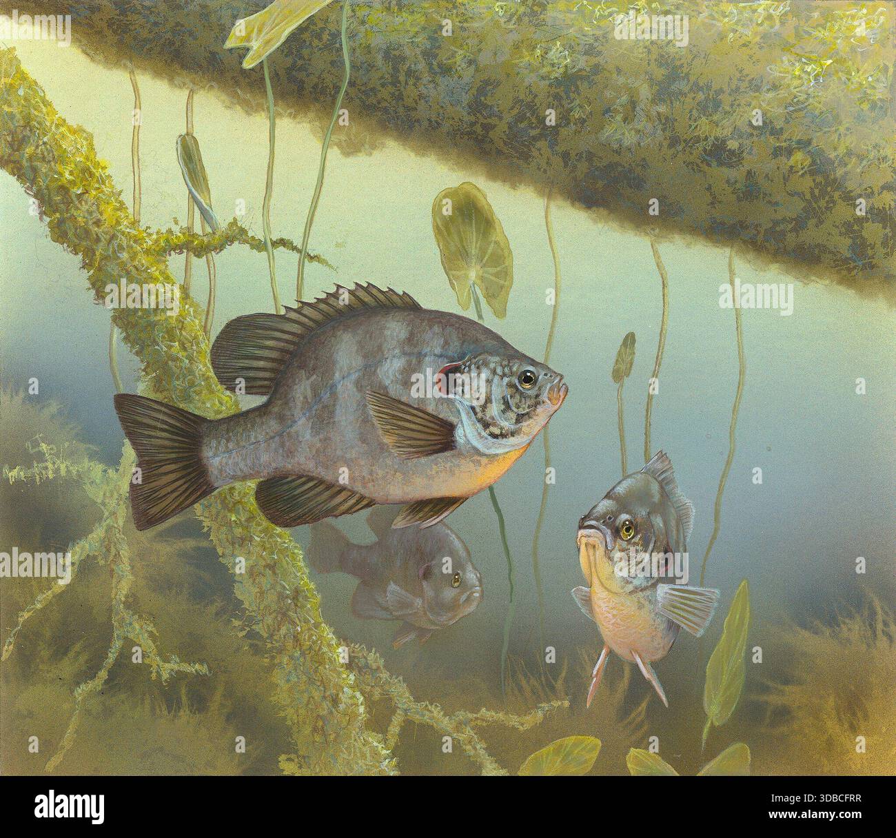 Illustration artwork depicting a redear sunfish (Lepomis microlophus ...