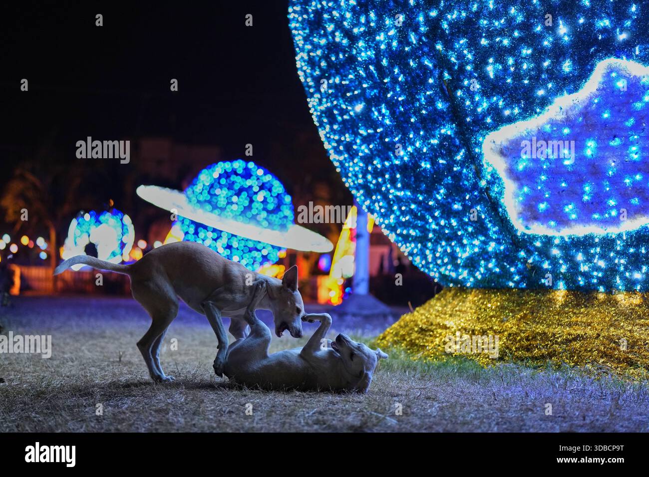 Stray dogs play on the grass beneath illuminated Christmas decorations ...