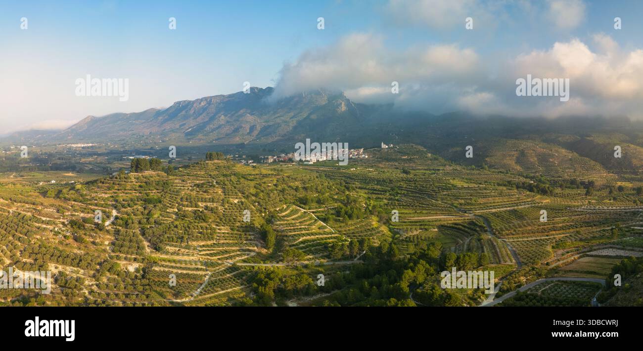 Terraces olive trees hi-res stock photography and images - Alamy