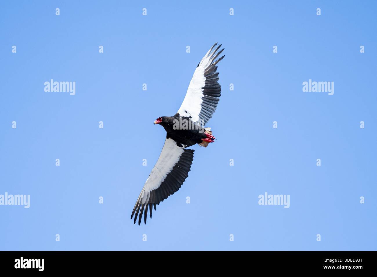 Bateleur accipitridae flying in hi-res stock photography and images - Alamy