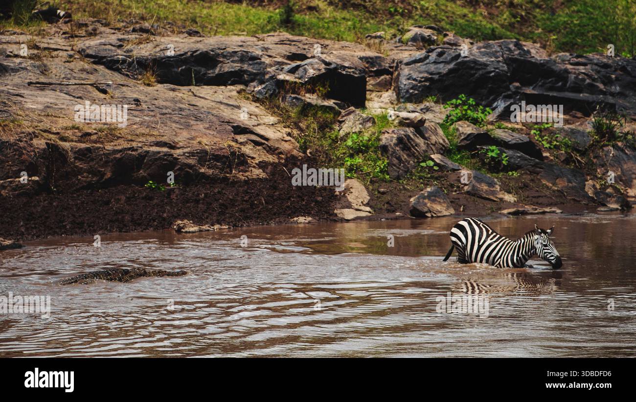 Wildlife image of Zebra crossing Mara River with a crocodile in pursuit ...