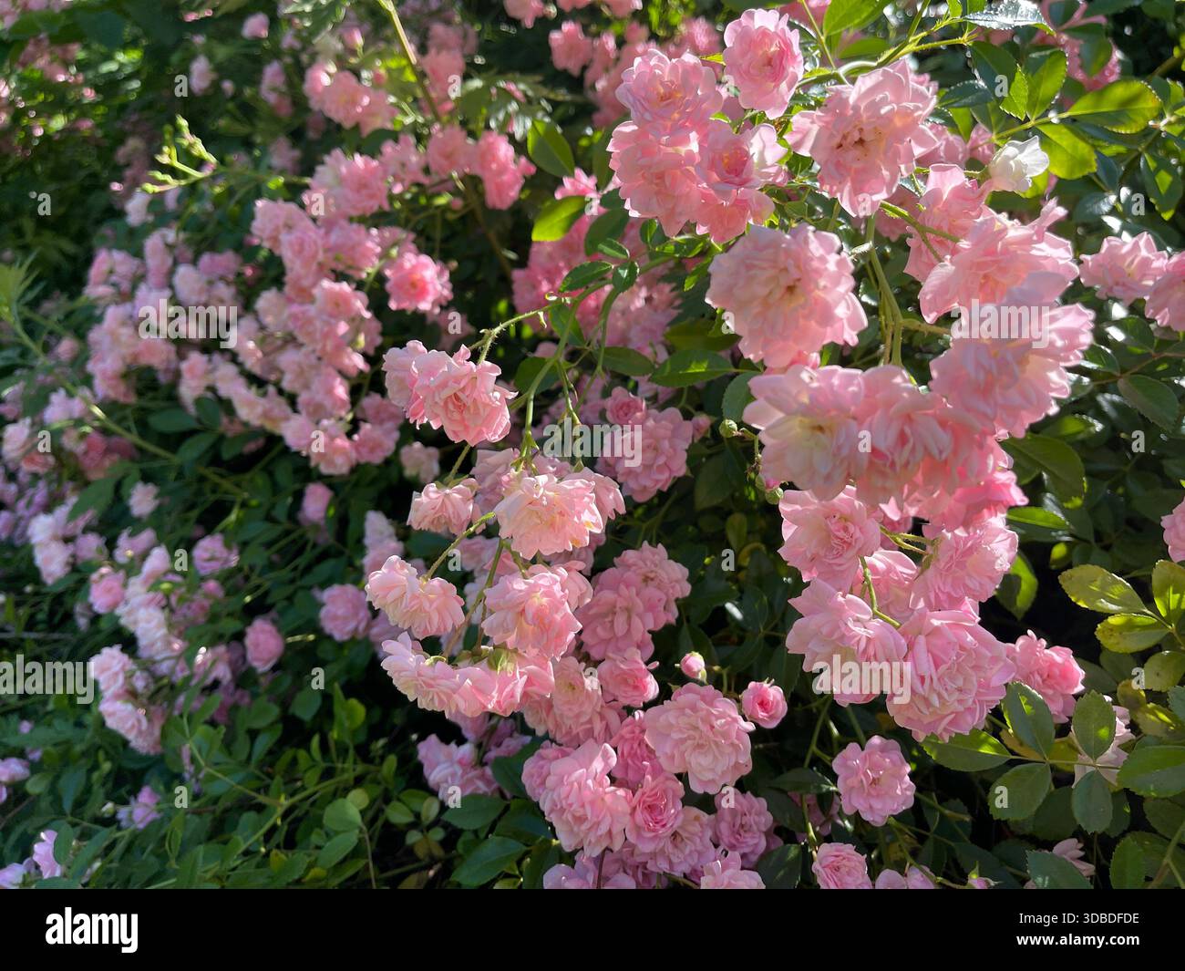 Roses blooming in Central Park, New York City Stock Photo - Alamy