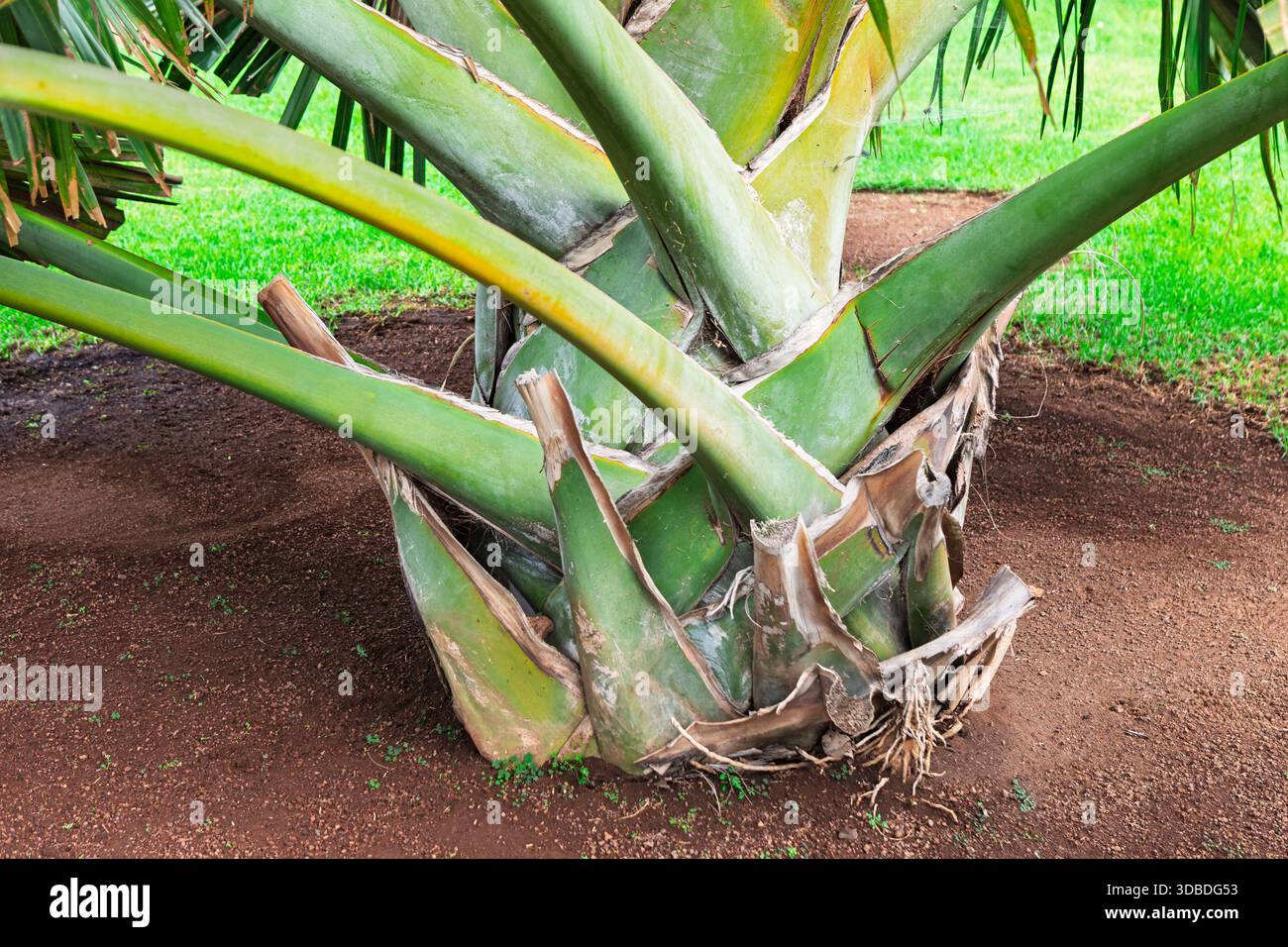 Traveler Palm base displays thick green stems and dried leaf remnants ...