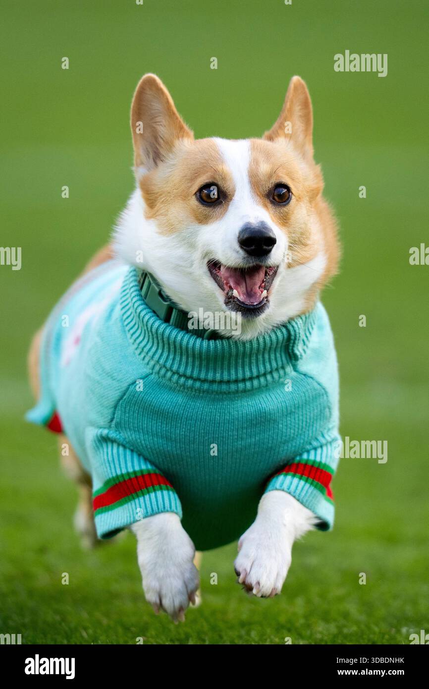 Aurora runs in the 2025 Philadelphia Eagles Corgi Races during halftime ...