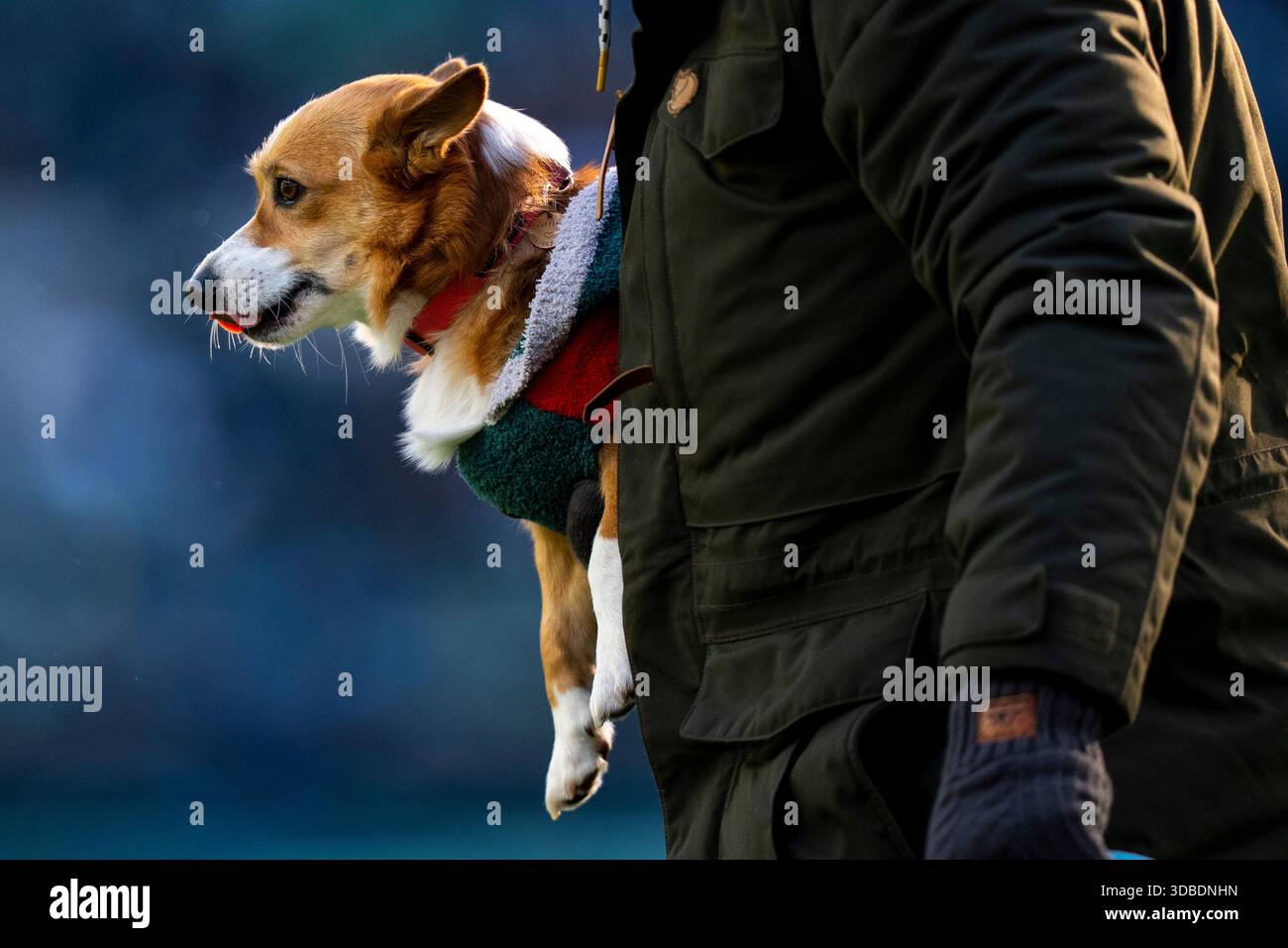Waffles gets lifted up after his run in the 2025 Philadelphia Eagles ...
