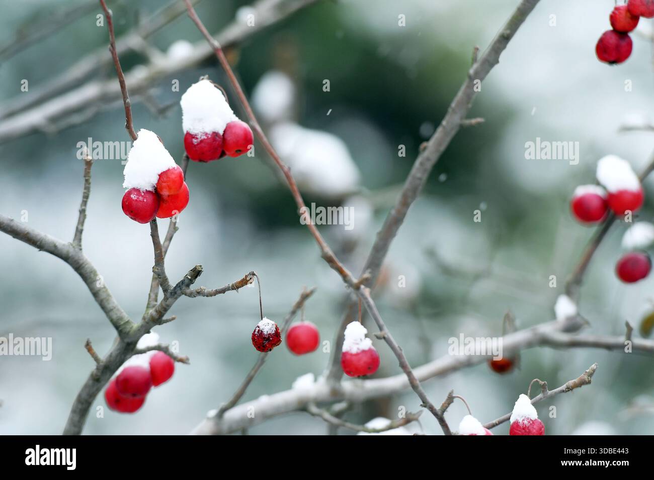 Aerial photo shows the snow scenery in Qingdao City, east China's ...