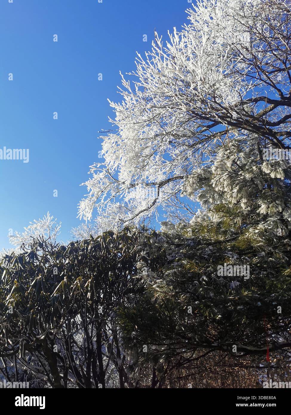Aerial photo shows the snow scenery of the Laojunshan scenic spot in ...