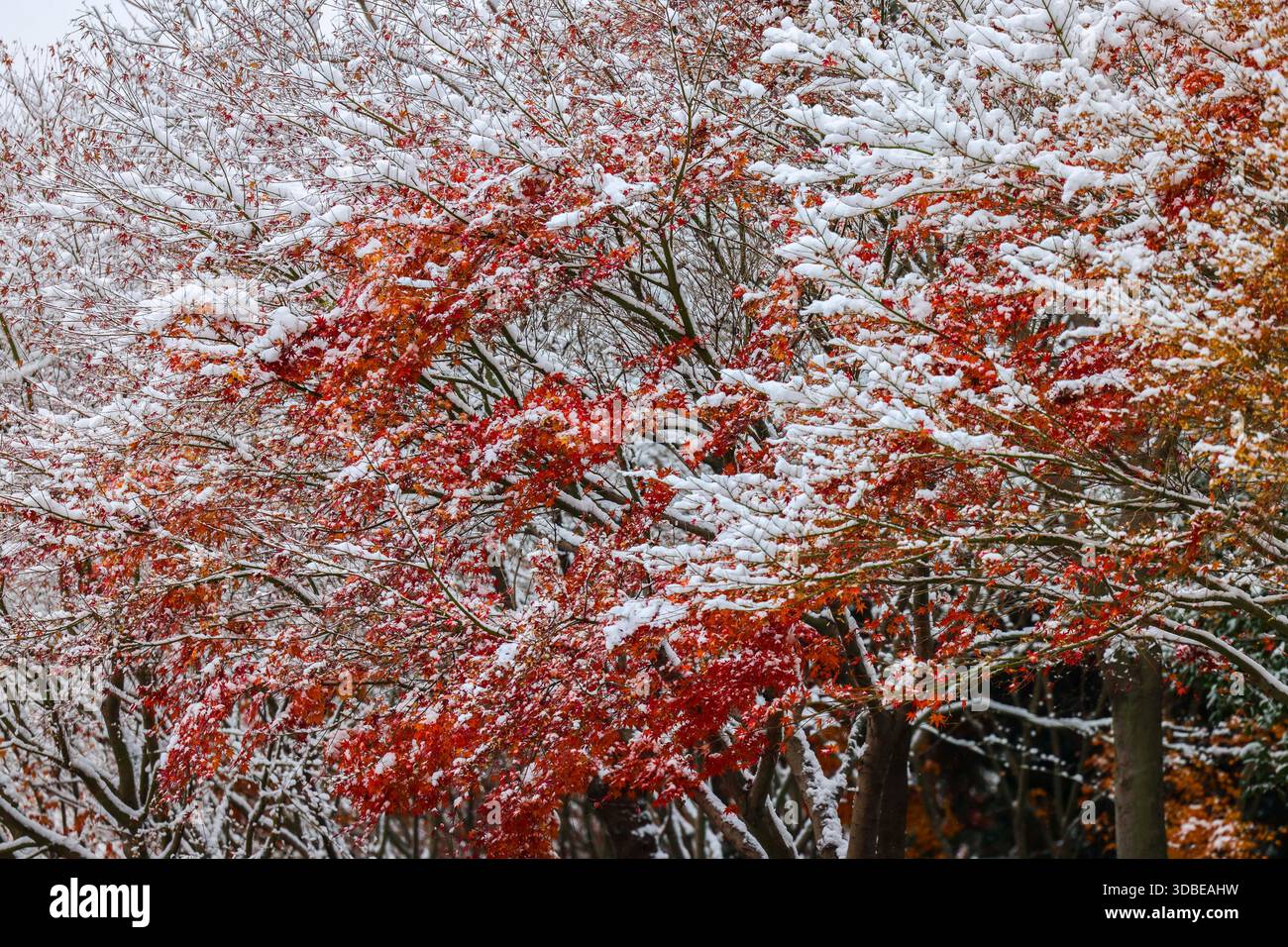 White snow and red maple leaves at a park in Qingdao City, east China's ...