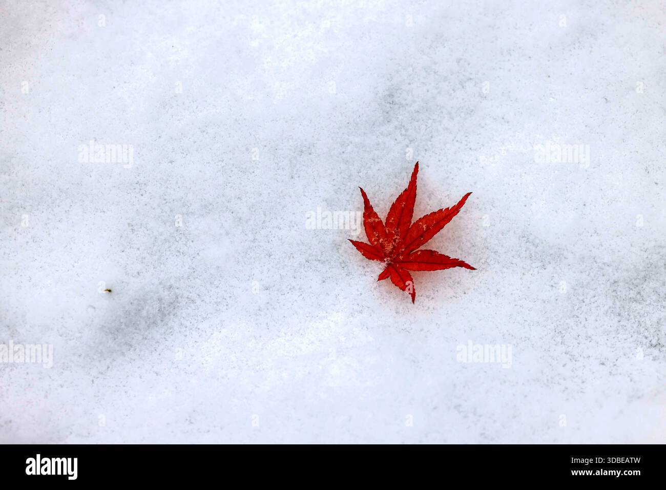 White snow and red maple leaves at a park in Qingdao City, east China's ...
