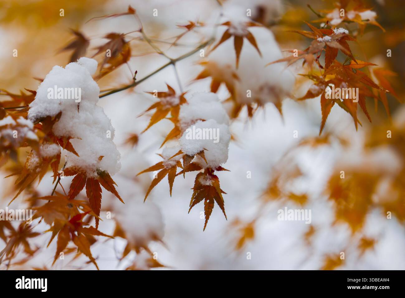 White snow and red maple leaves at a park in Qingdao City, east China's ...