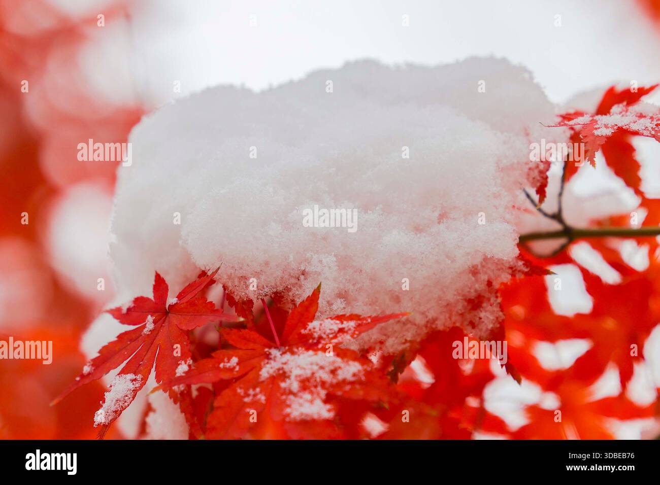 White snow and red maple leaves at a park in Qingdao City, east China's ...
