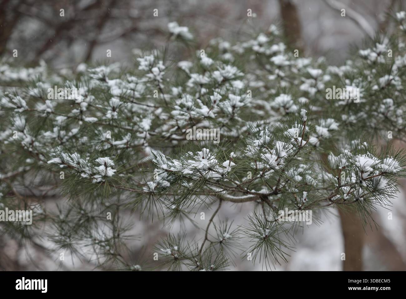 Snow scenery at the Wulian Mountain in Rizhao City, east China's ...