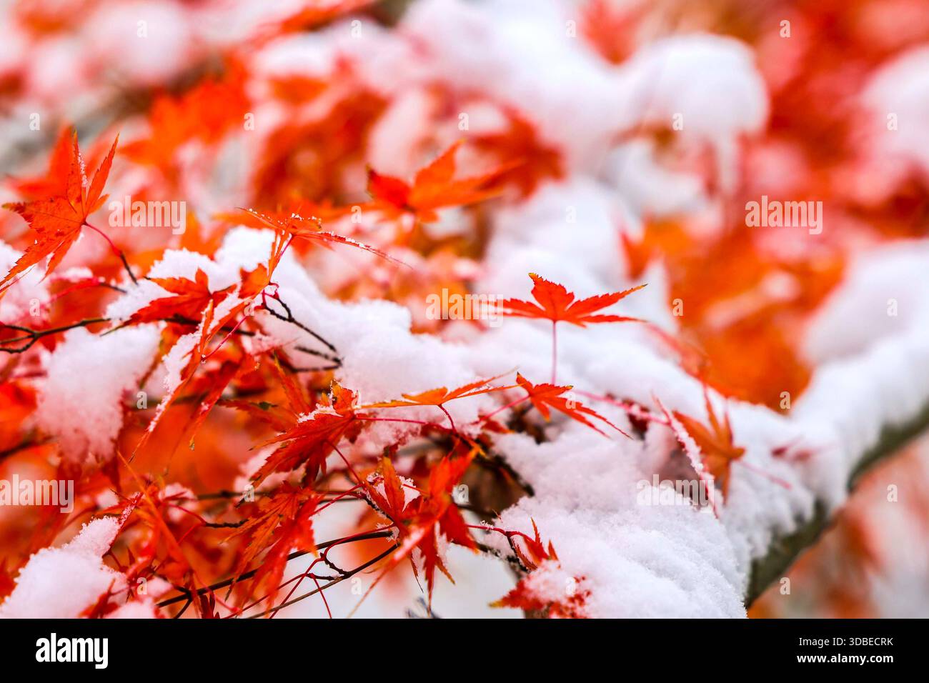 White snow and red maple leaves at a park in Qingdao City, east China's ...