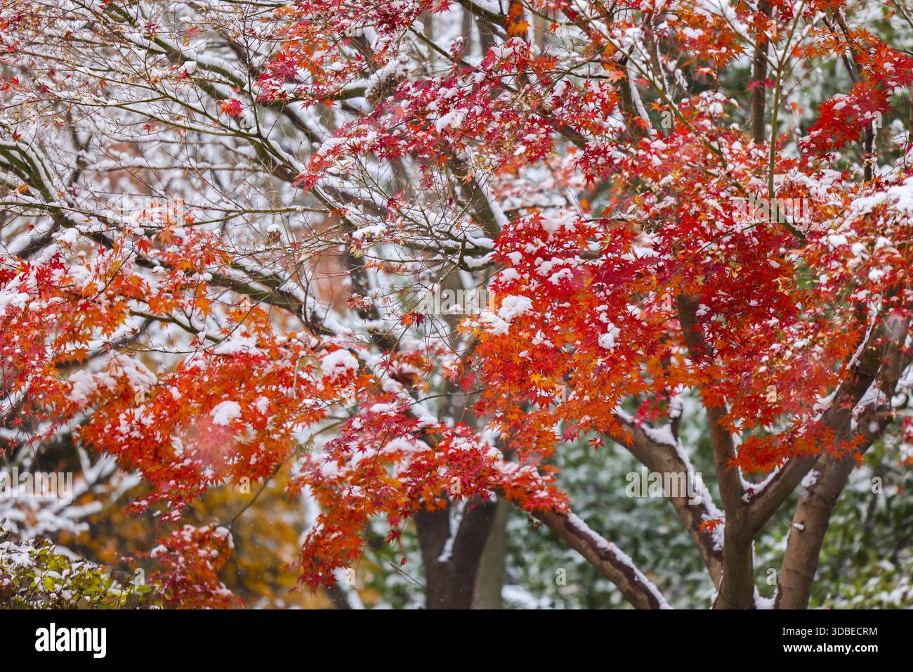 White snow and red maple leaves at a park in Qingdao City, east China's ...