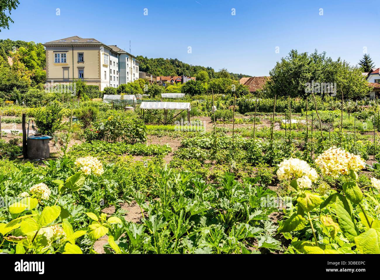 Vegetable gardens ib Krakovo district, a green urban oasis along the ...