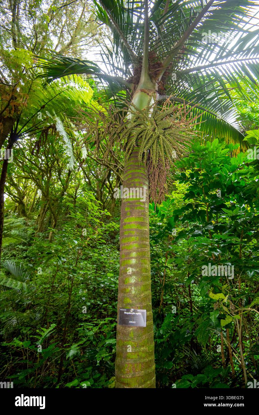 Leaf of endemic palm hi-res stock photography and images - Alamy