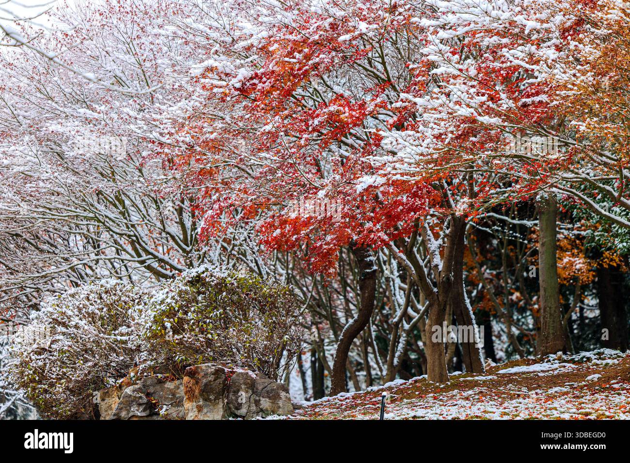 White snow and red maple leaves at a park in Qingdao City, east China's ...