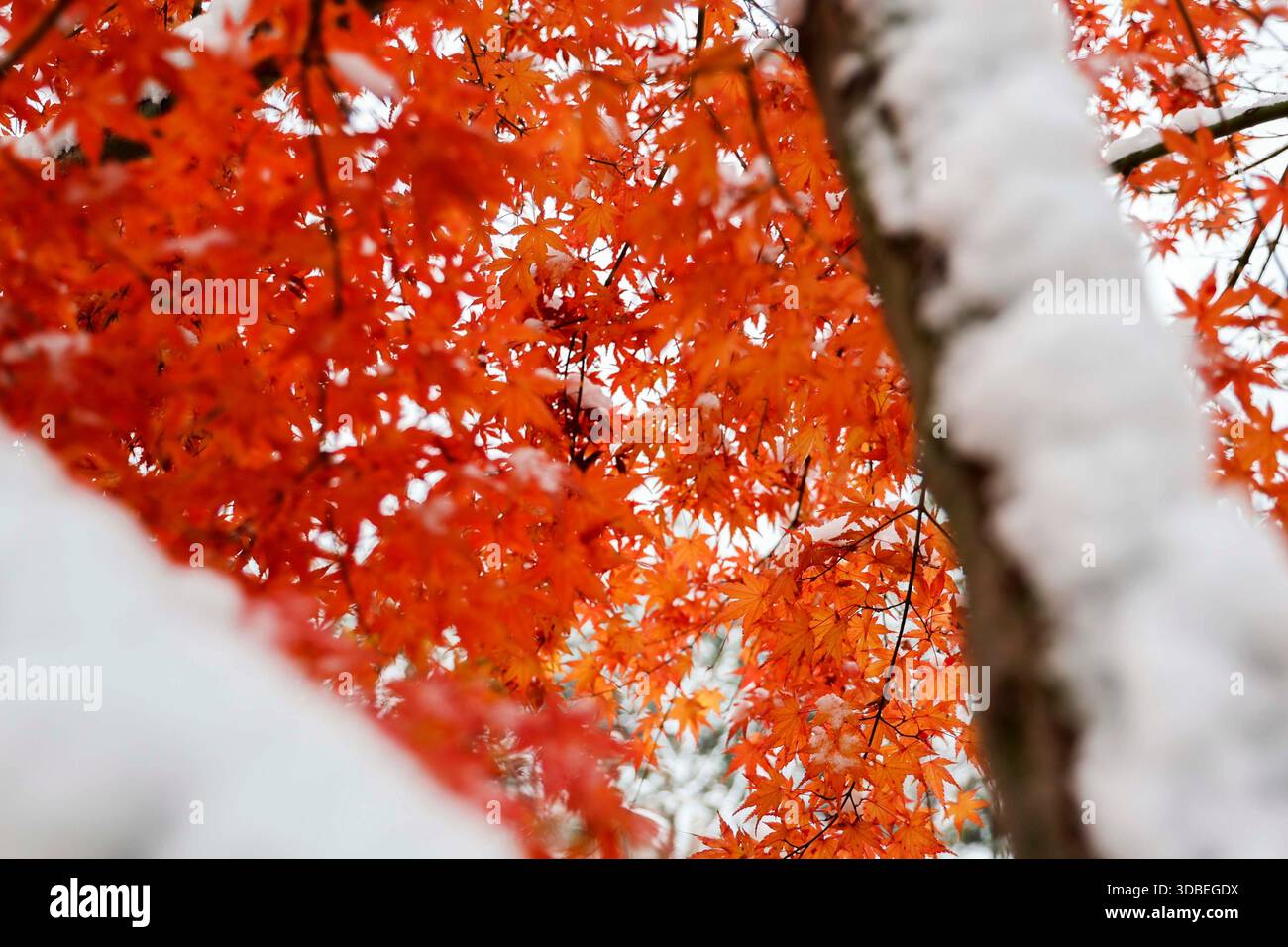 White snow and red maple leaves at a park in Qingdao City, east China's ...