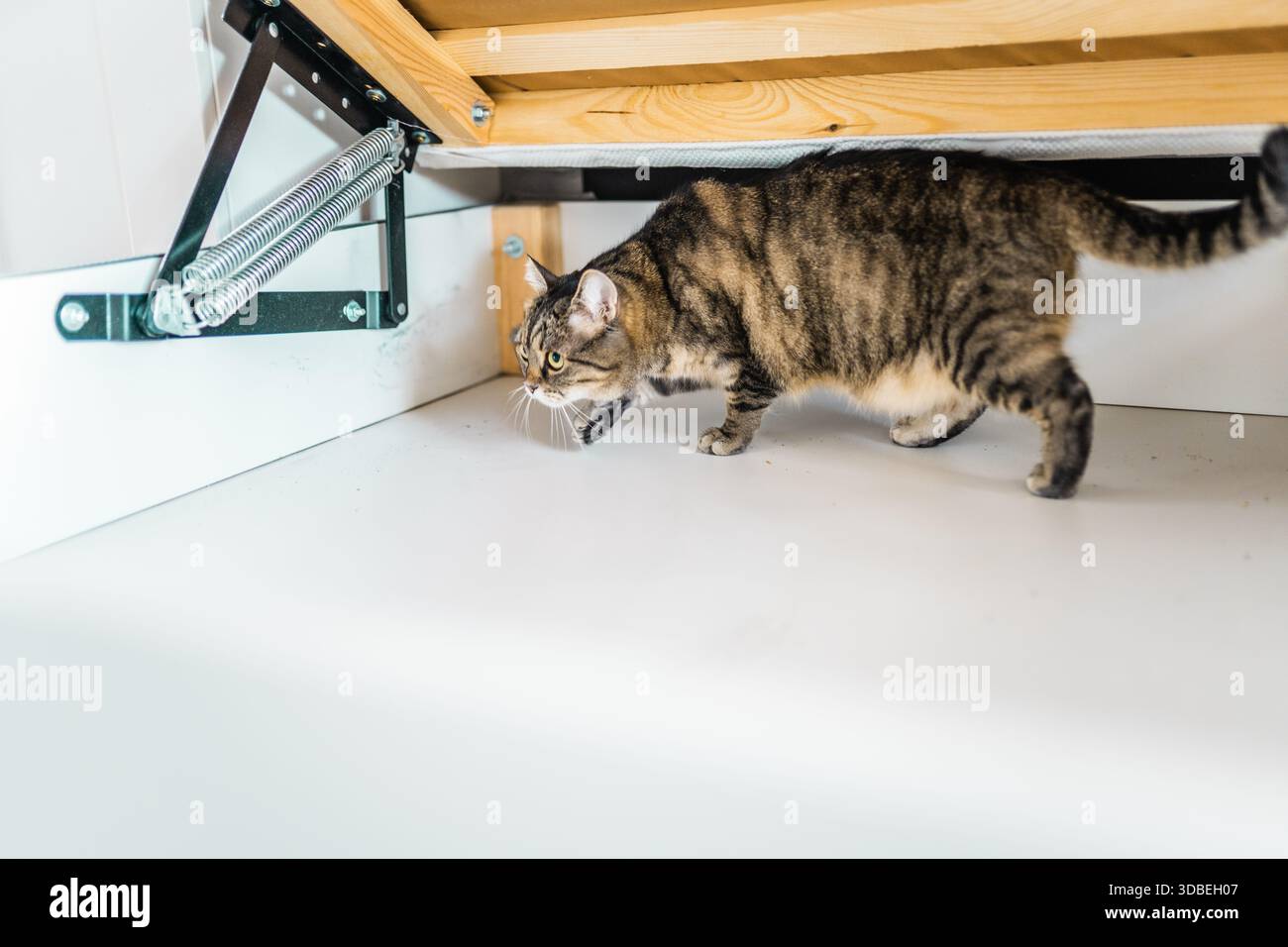Cat in bed lift hi-res stock photography and images - Alamy