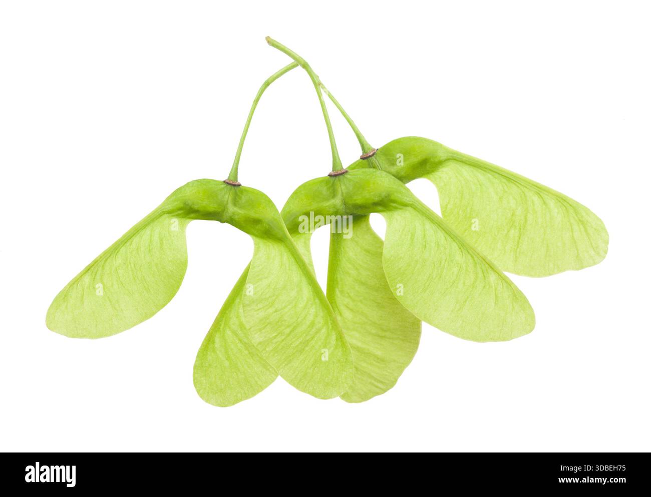 Achenes detail Cut Out Stock Images & Pictures - Alamy
