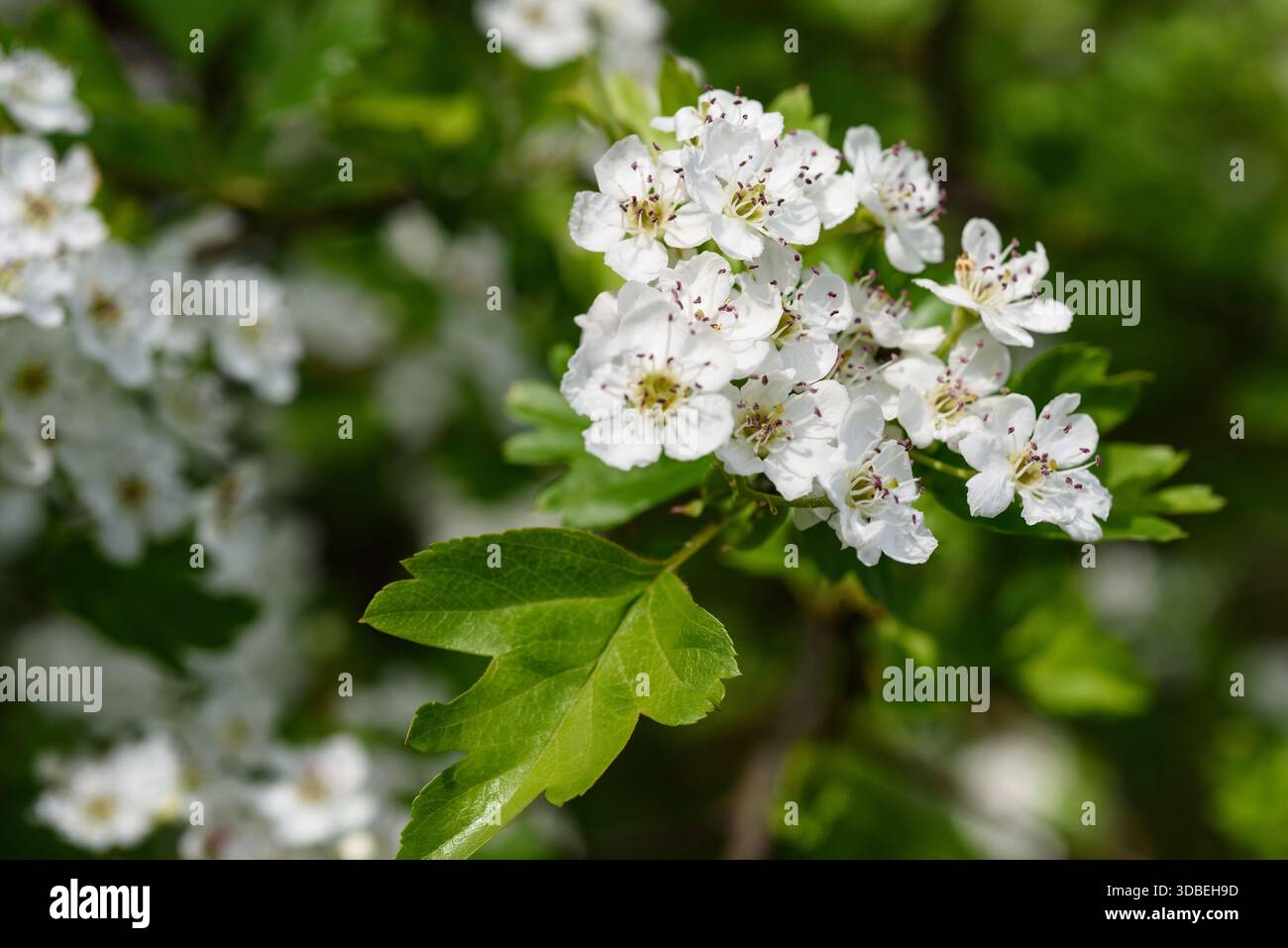 Haw flowers hi-res stock photography and images - Alamy