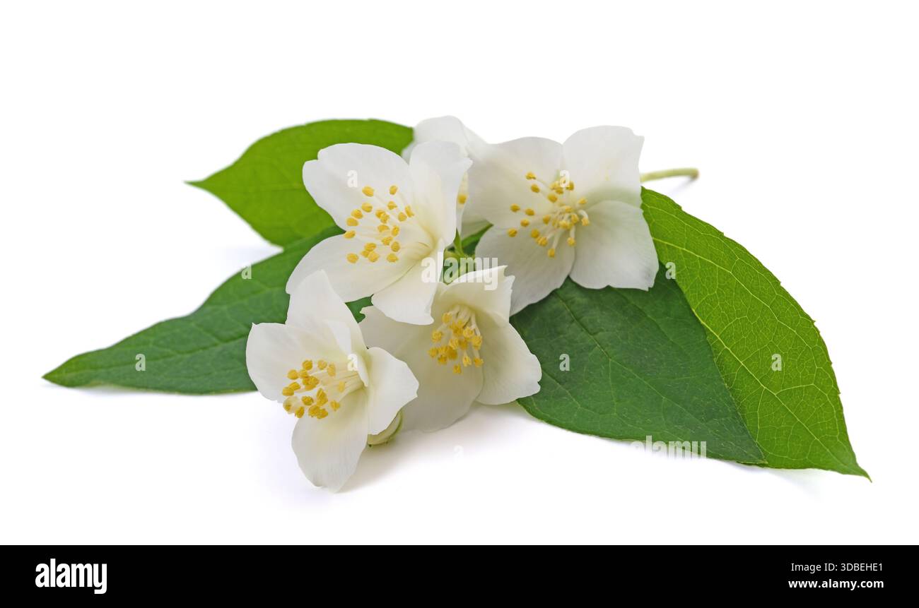White philadelphus Cut Out Stock Images & Pictures - Alamy