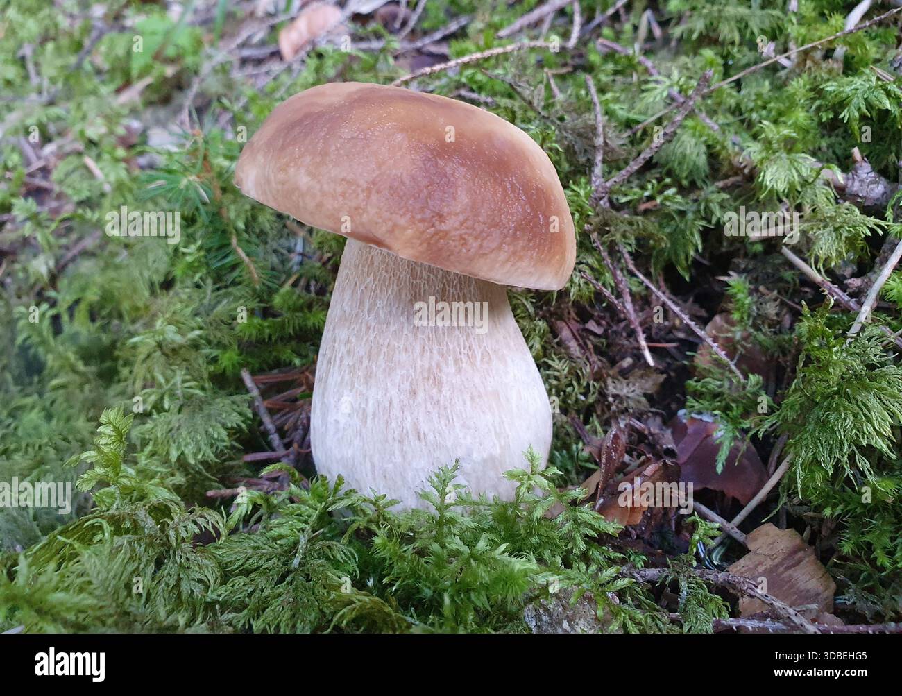 King bolete boletus edulis mushroom hi-res stock photography and images ...