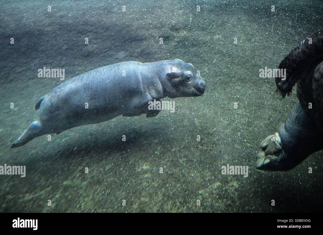 16 December 2025, Berlin: The young hippo bull Willi Wackelöhrchen ...