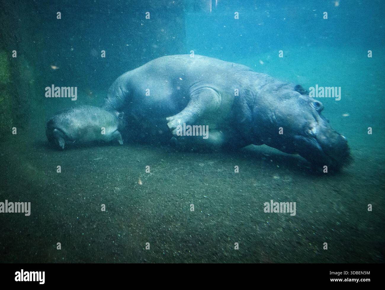 16 December 2025, Berlin: The young hippo bull Willi Wackelöhrchen ...