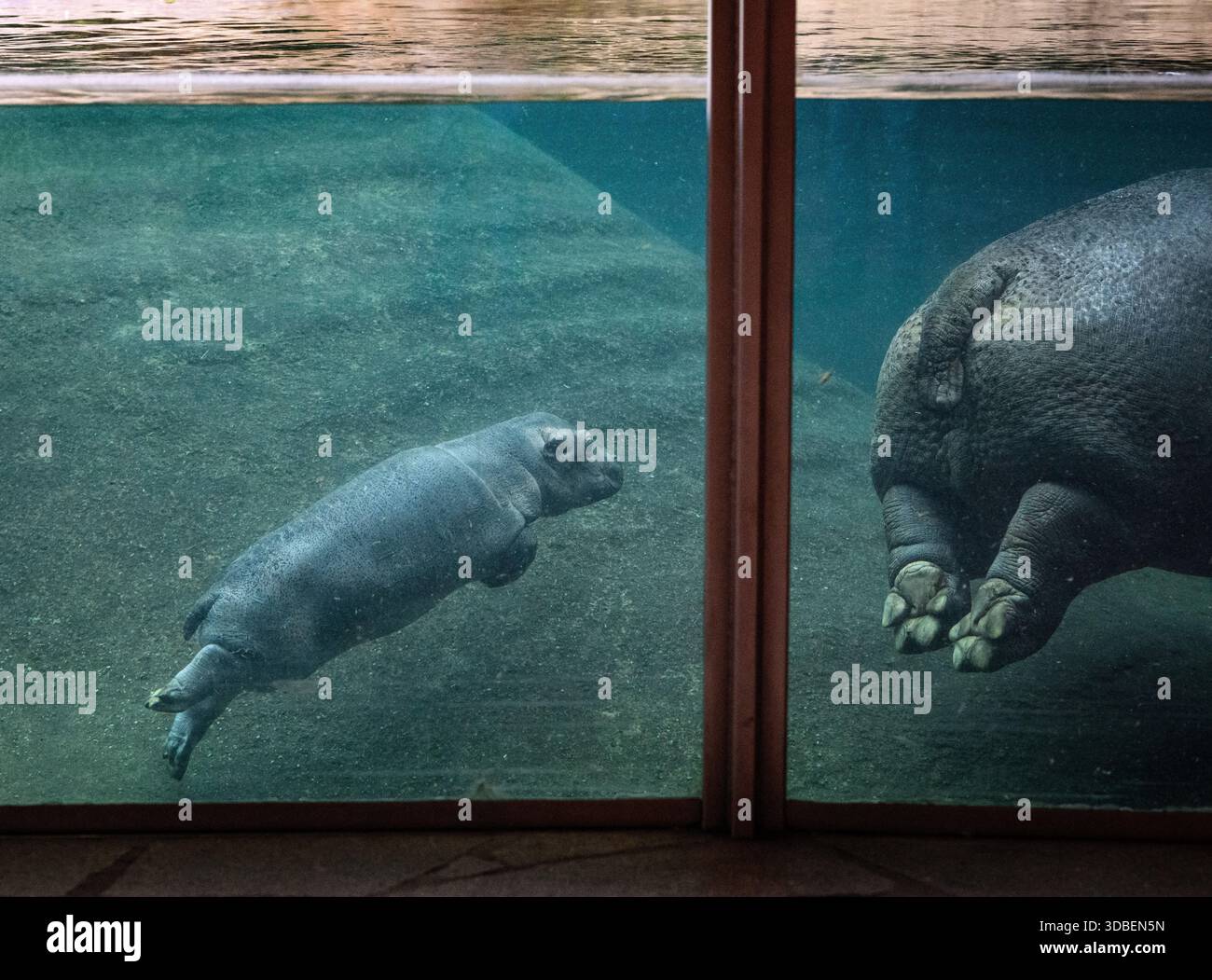 16 December 2025, Berlin: The young hippo bull Willi Wackelöhrchen ...