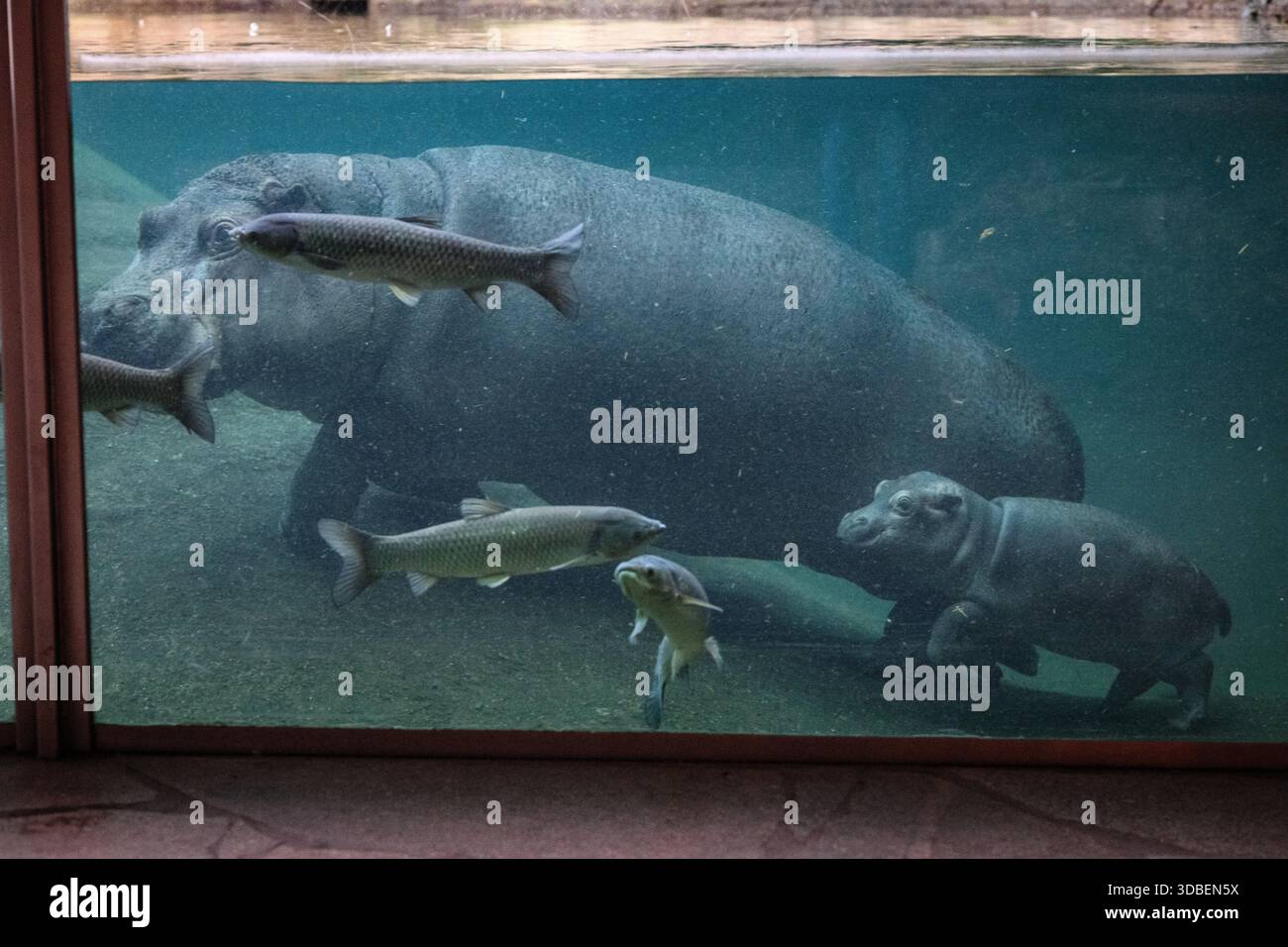 16 December 2025, Berlin: The young hippo bull Willi Wackelöhrchen ...