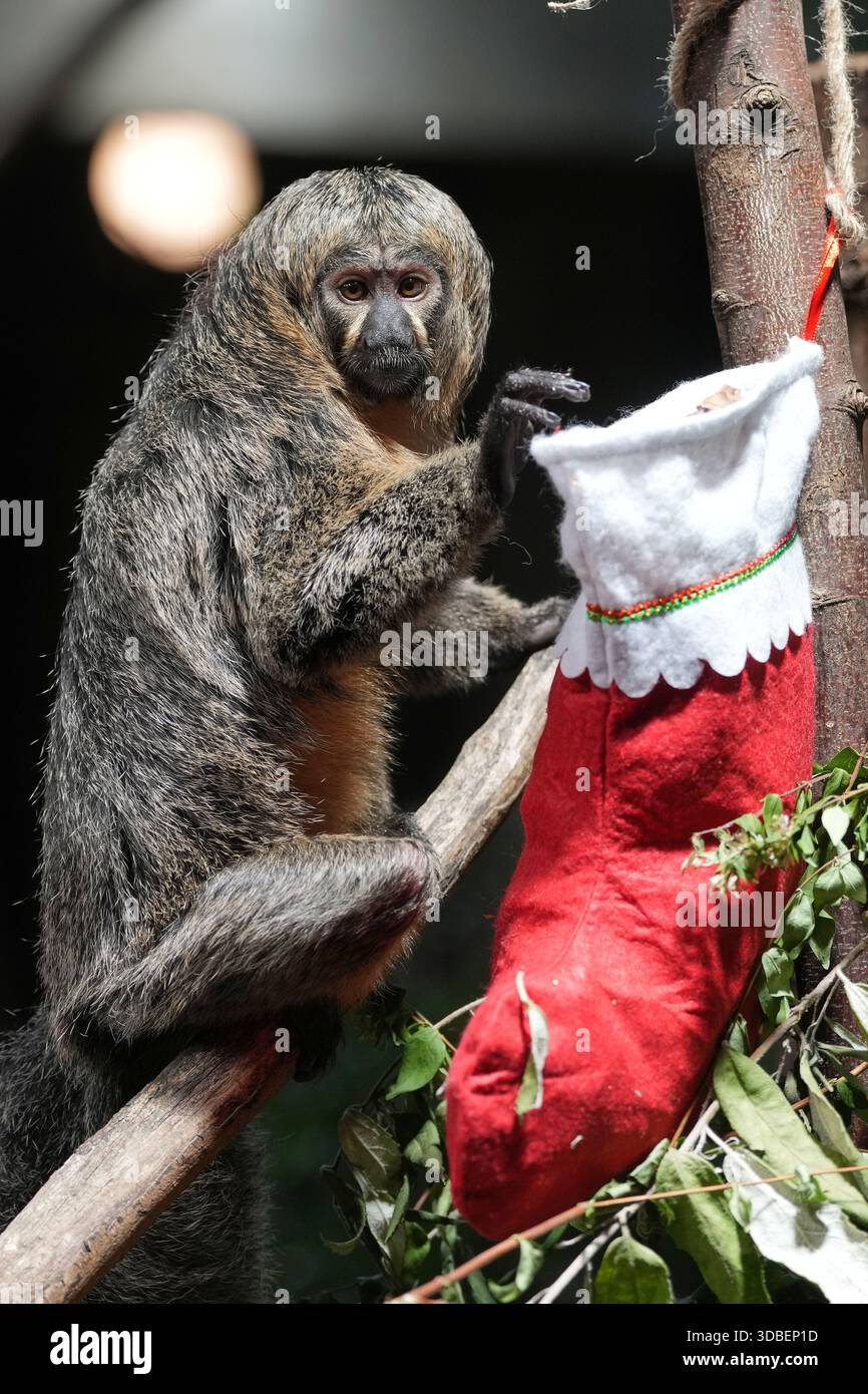 A Saki monkey investigates a festive stocking gifted by zookeepers at ...