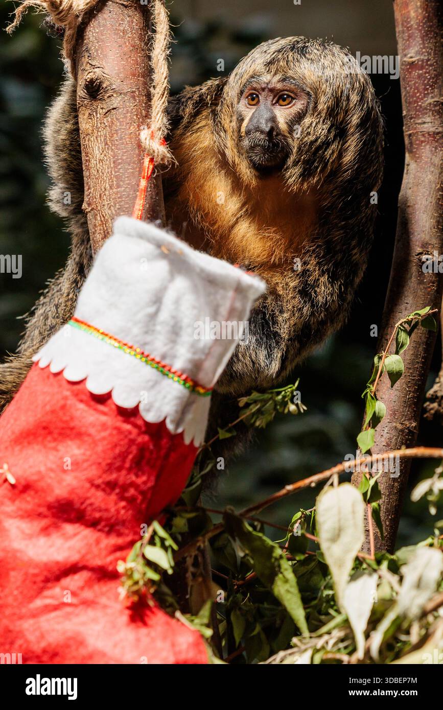 ZSL London Zoo, Regent’s Park, London, UK. 16th December 2025. ZSL ...