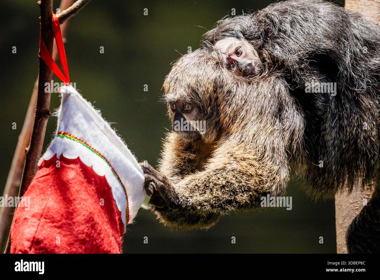 ZSL London Zoo, Regent’s Park, London, UK. 16th December 2025. ZSL ...