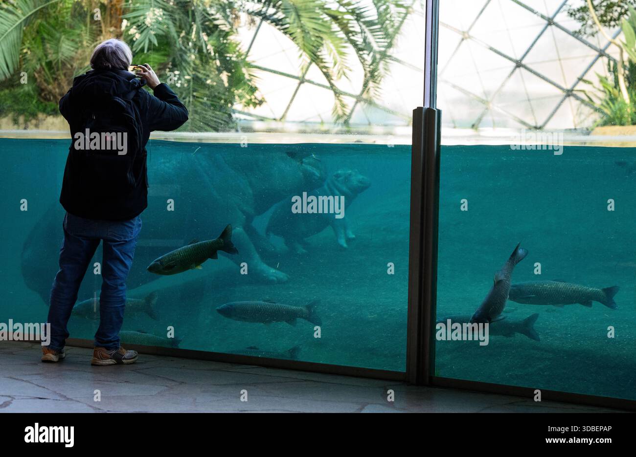 16 December 2025, Berlin: The young hippo bull Willi Wackelöhrchen ...