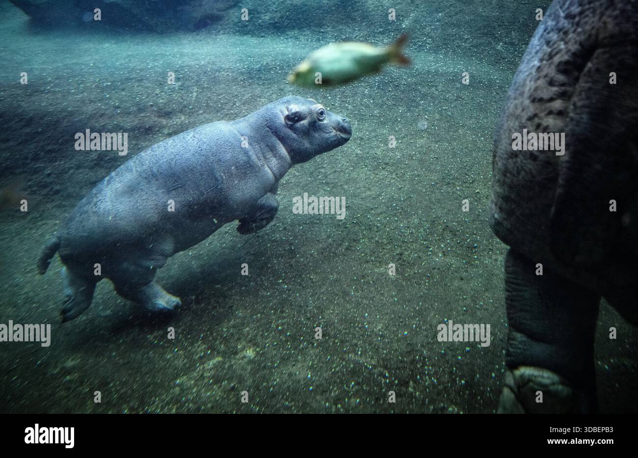 16 December 2025, Berlin: The young hippo bull Willi Wackelöhrchen ...