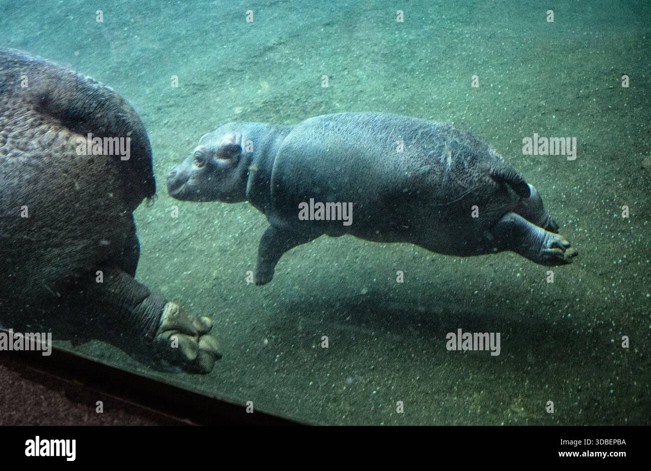 16 December 2025, Berlin: The young hippo bull Willi Wackelöhrchen ...