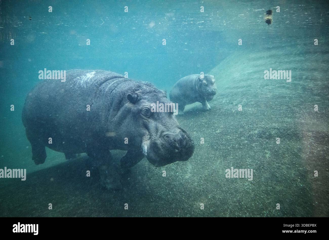 16 December 2025, Berlin: The young hippo bull Willi Wackelöhrchen ...