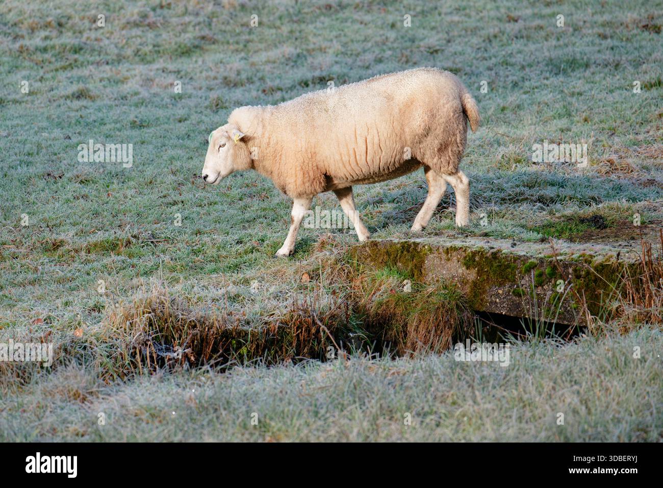 16 December 2025, Baden-Württemberg, Heiligkreuzsteinach: A sheep walks ...