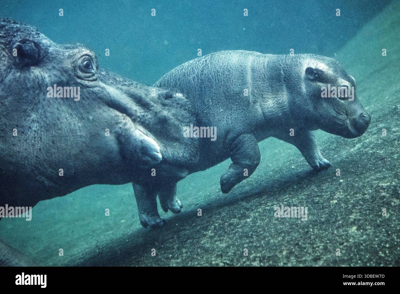 The young hippo bull 'Willi Wackeloehrchen' (Willi wobbly ears) swims ...